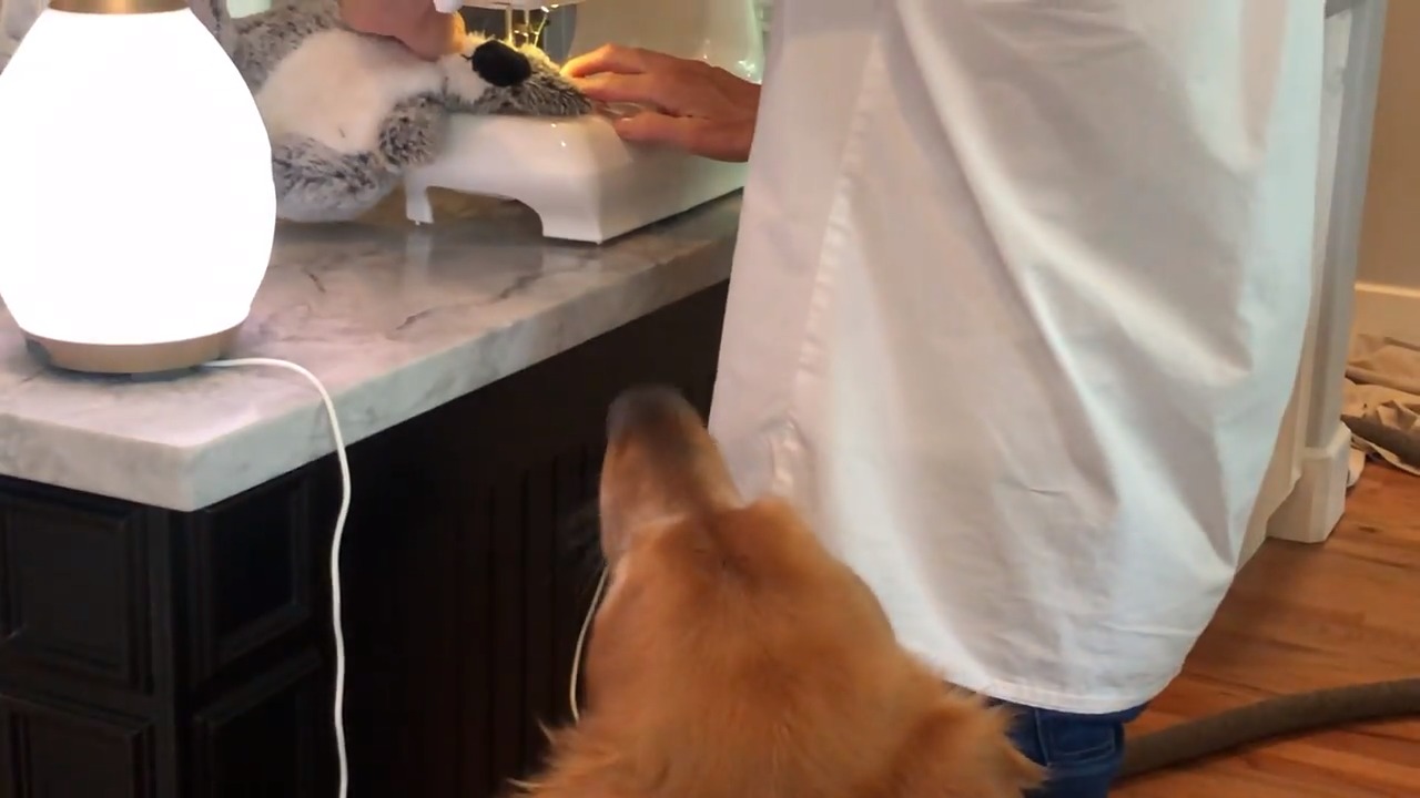 Owner Fixes Dog's Torn Stuffed Toy by Sewing it | Jukin Licensing