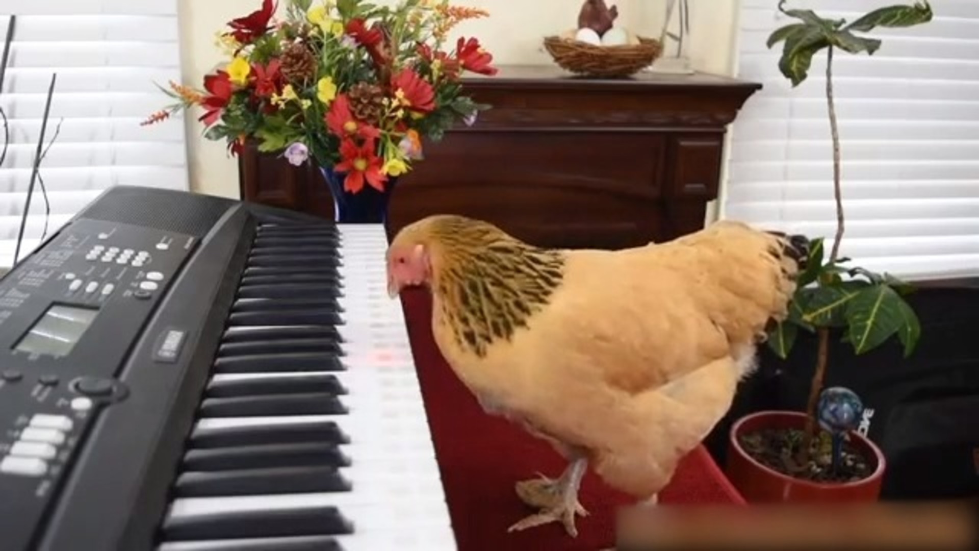Chicken Plays Beautiful Melody on the Piano | Jukin Licensing