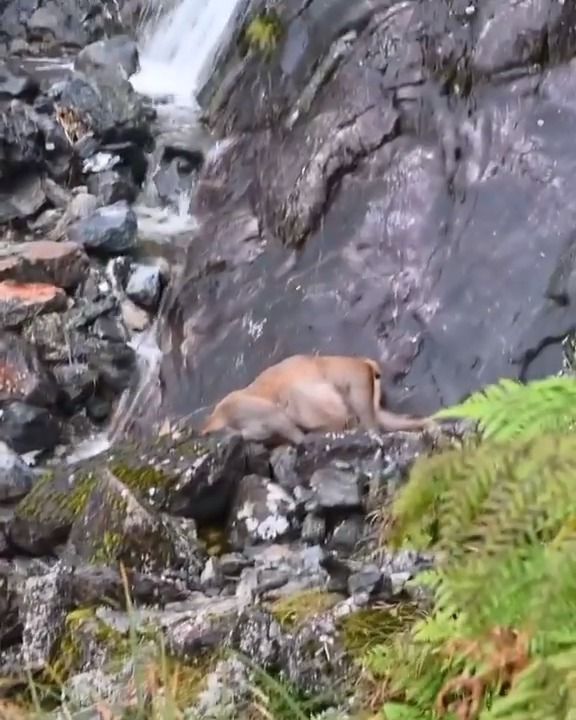 Deer Dies After Slipping And Falling Off Waterfall | Jukin Licensing