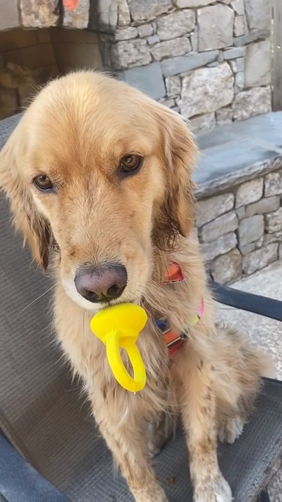 Dog Sucks on Pacifier | Jukin Media Inc