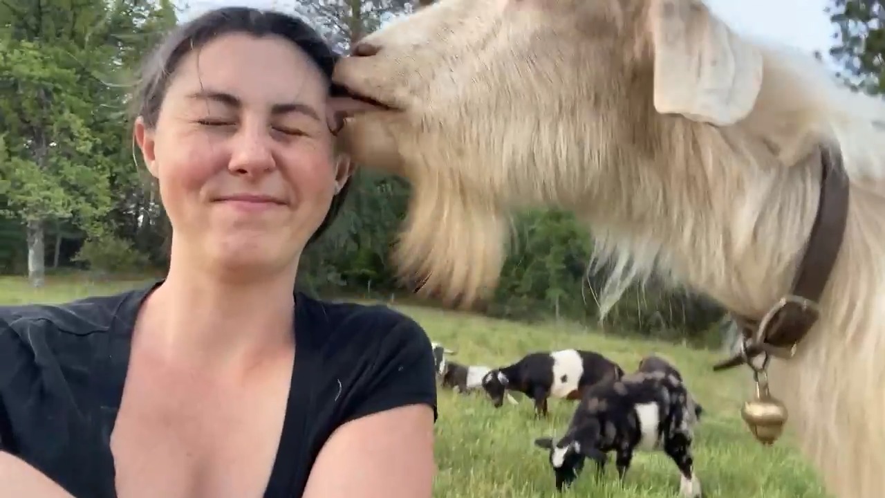 Affectionate Goats Lick Woman to Show Love | Jukin Licensing