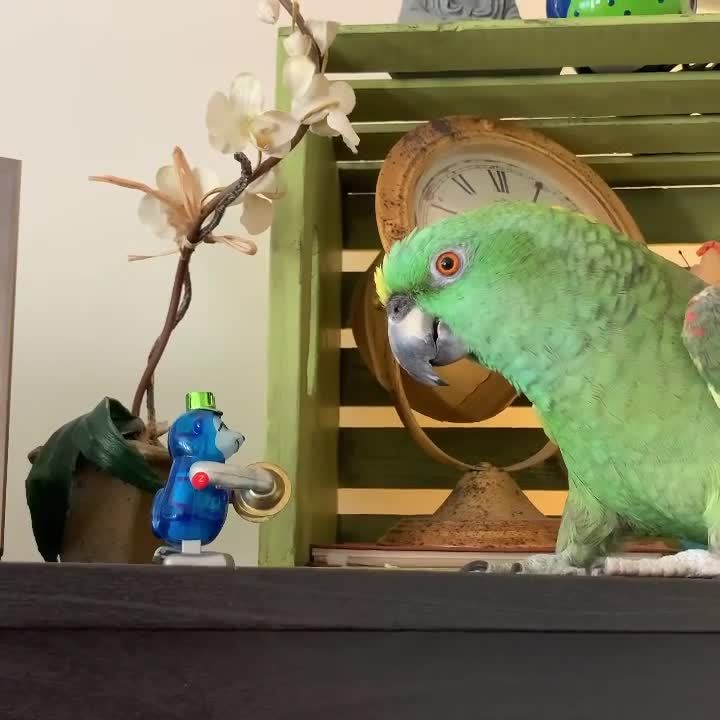 Parrot Gets Annoyed And Attempts To Bite Wind-up Toy | Jukin Licensing