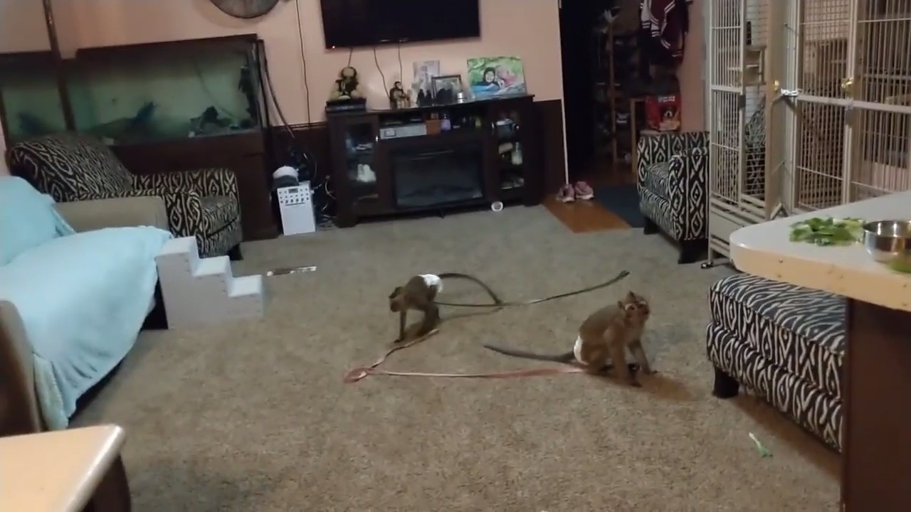Pet Monkeys Freak Out and Run Around Place After Owner Pranks Them With ...