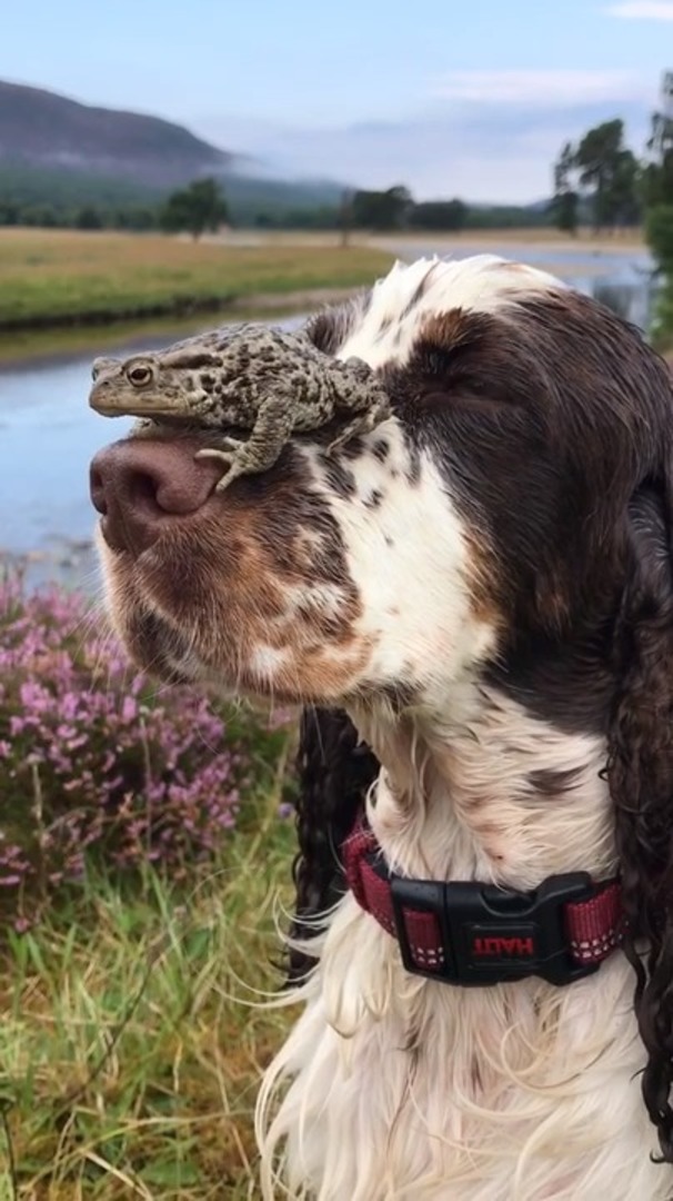 Dog Lets Frog Sit on Their Nose While They Rest at Bank of River ...