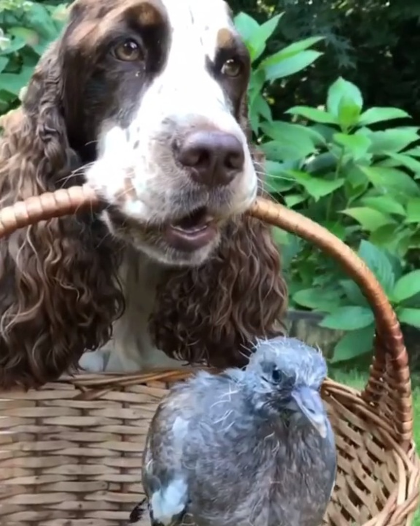Dog and Pigeon Seem to Have Fun Together | Jukin Licensing