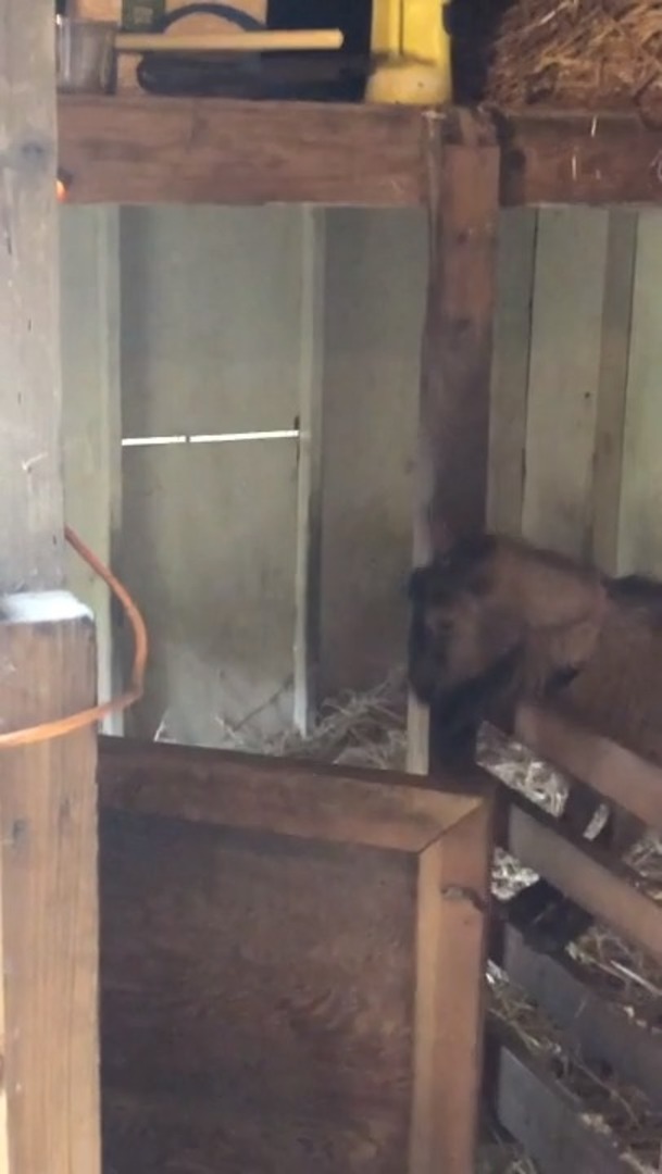 Goat Learns To Open Stable Gate And Frees Themselves And Their Friend ...