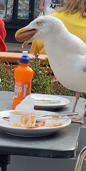 Seagull Steals Sausage off of Plate at Restaurant and Swallows it Whole ...