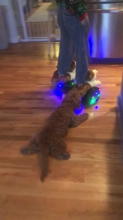 Dog Holds Hoverboard While Being Ridden By Owner And Moves With It ...