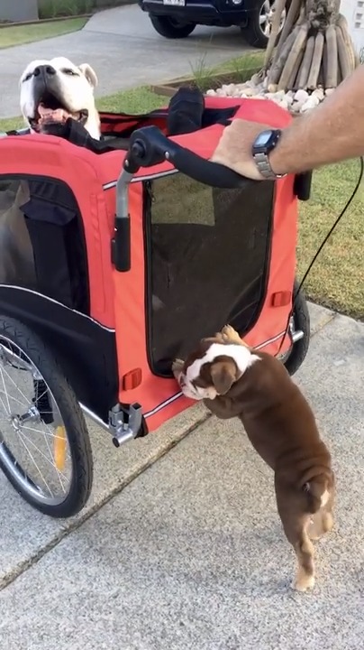 Little Bulldog Puppy Helps Their Owners to Push Stroller With Dog in it ...