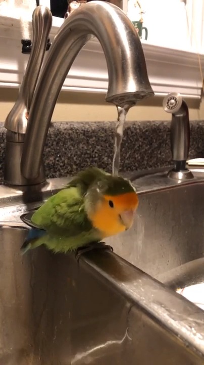 Love Bird Standing on Edge of Kitchen Sink Takes Bath Under Water ...