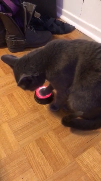 Cat Pushes Pen off Table When Owner Asks for It | Jukin Media Inc