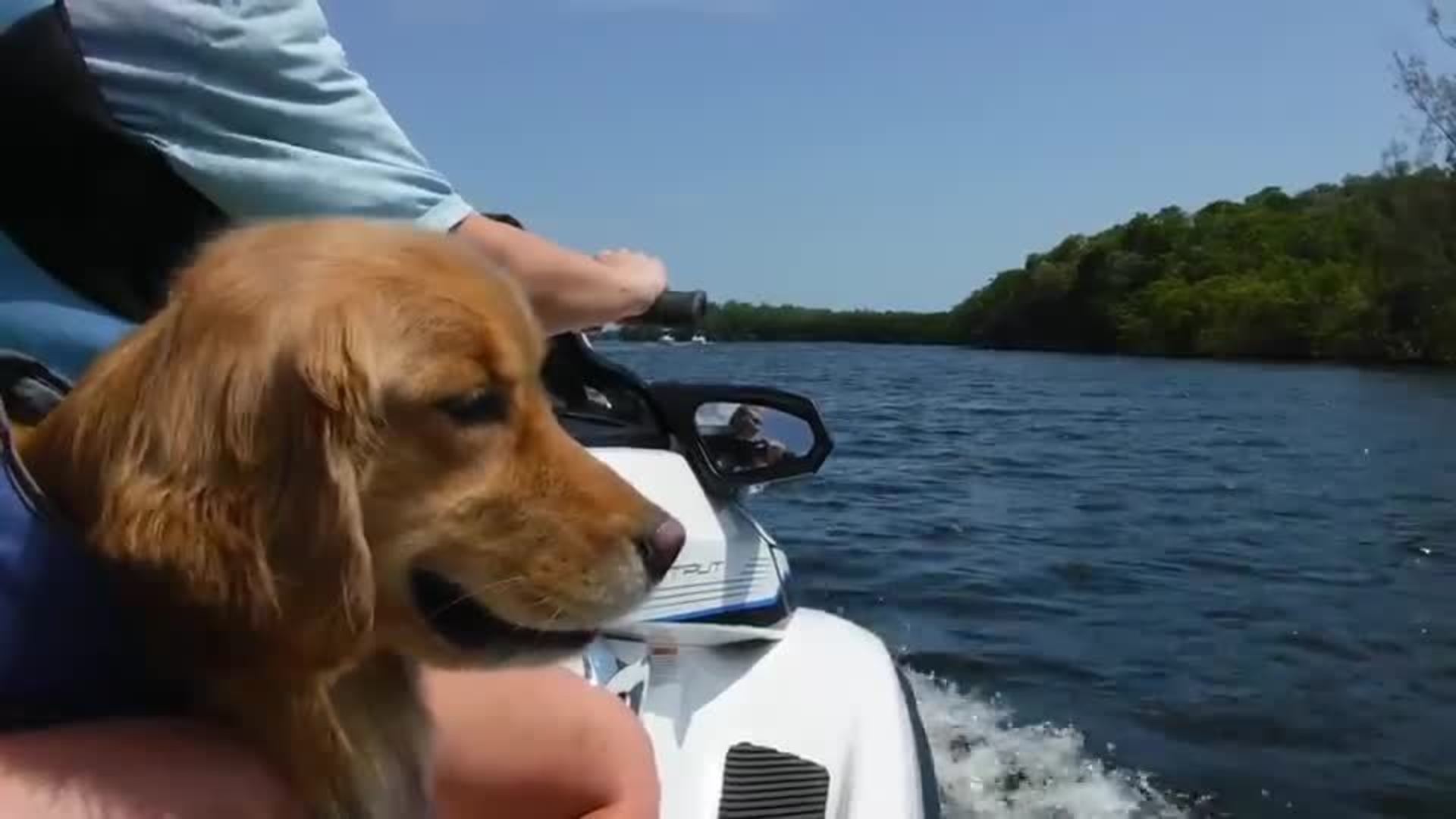 Dog Enjoys Riding Jet Ski With Owner At Ocean | Jukin Licensing