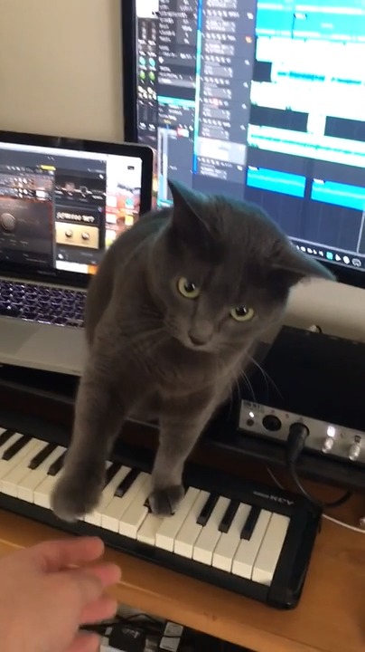Cat Interrupts Owner From Touching Keyboard and Stand on it Making ...