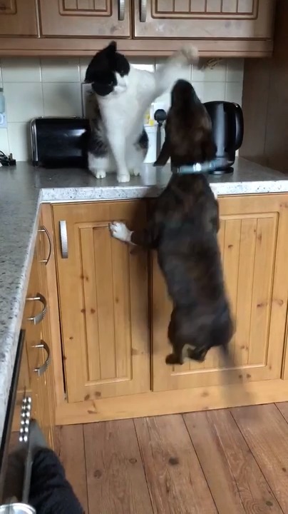 Cat Sitting on Kitchen Counter Smacks Dogs Face Every Time She Jumps ...