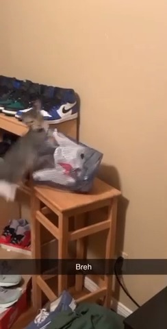 Cat Loses Balance and Falls From Side Table While Trying to Get Inside ...