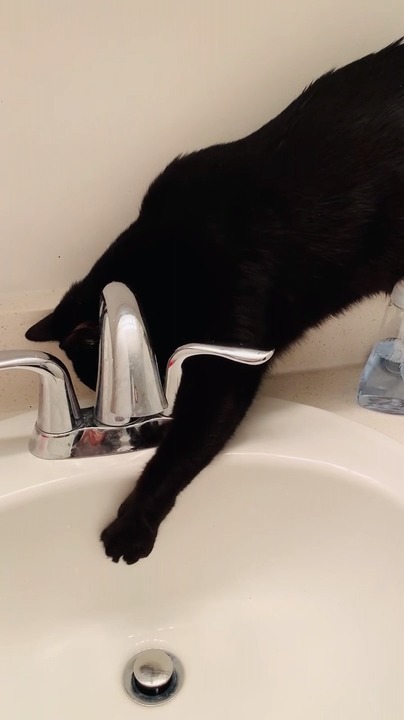 Cat Puts Head Under Kitchen Sink Faucet And Drinks Water From It ...