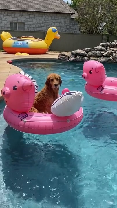 Wet Dog Floats on Pig Shaped Floaty Inside Pool Water | Jukin Licensing