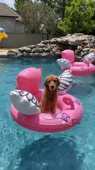 Adorable Dog Glides in Pool Water Over Pig-Shaped Floaty | Jukin Licensing