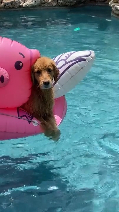 Dog Dips Paws Inside Water While Floating Over Pig-Shaped Floaty in ...