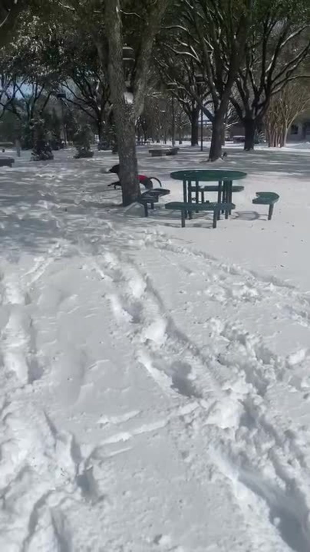 Dog Frantically Runs Around And Plays In Snow-Covered Park | Jukin ...