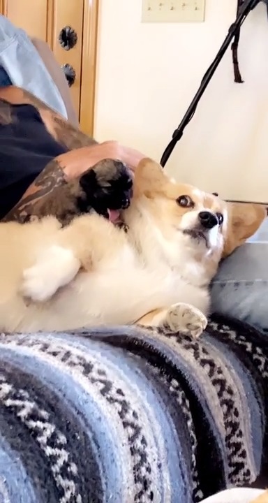Corgi Looks Annoyed of Tiny Puppy Sleeping Over Her | Jukin Licensing