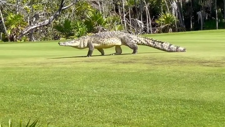 Huge Crocodile Strolls on Golf Course in Mexico | Jukin Licensing