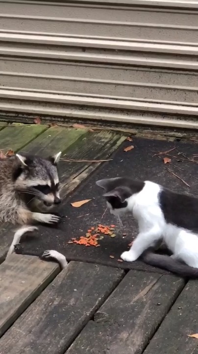 Raccoon Steals Cat Food From Underneath Wooden Deck | Jukin Media Inc