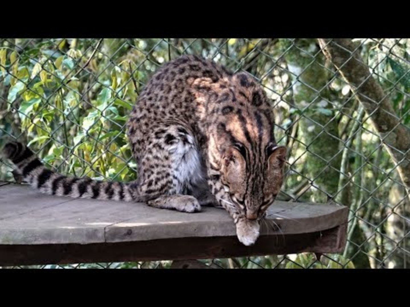 Oncilla Cat Cleans Their Paws And Head While Sitting On a Small Wooden ...