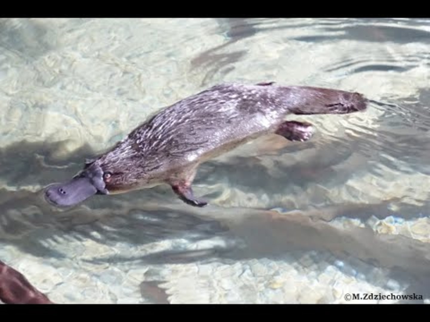 Platypus Has Fun While Swimming Underwater And Moves Back Into Wooden ...