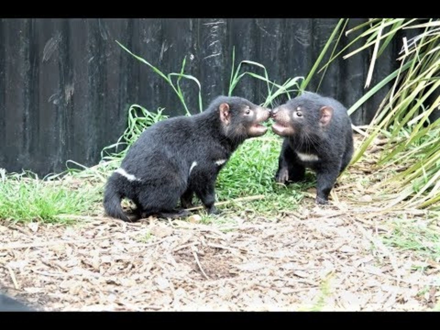Tasmanian Devil Pups Play With Each Other And Climb Up Branches | Jukin ...