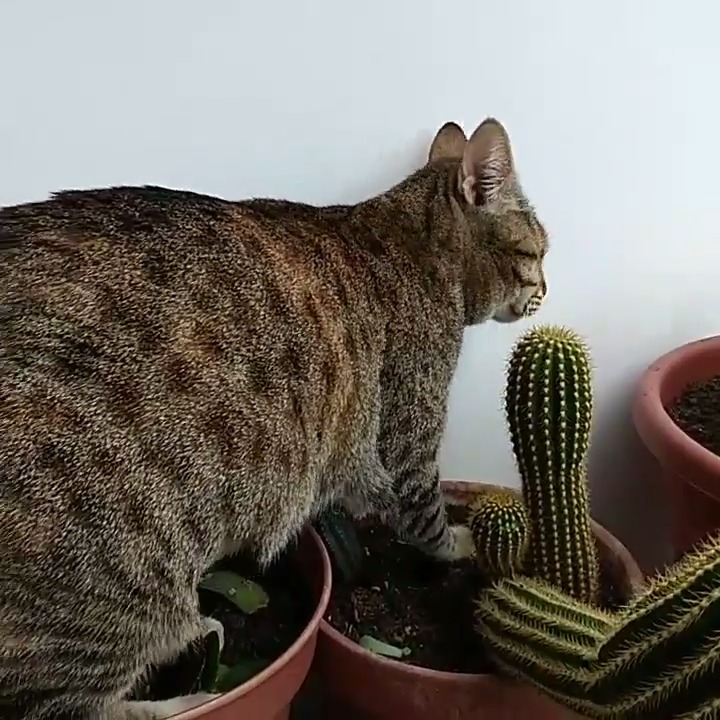 Cat Knocks Over Plants After Walking All Over Them | Jukin Licensing