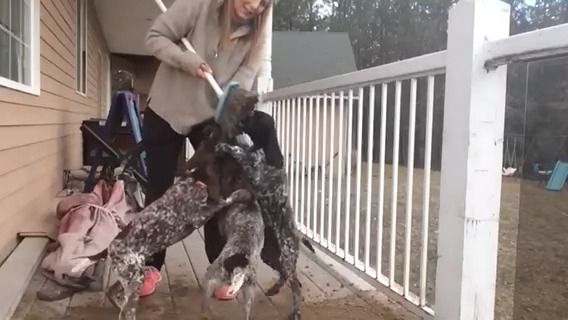 Dogs Bite Broom and Refuse to Let go of it | Jukin Licensing