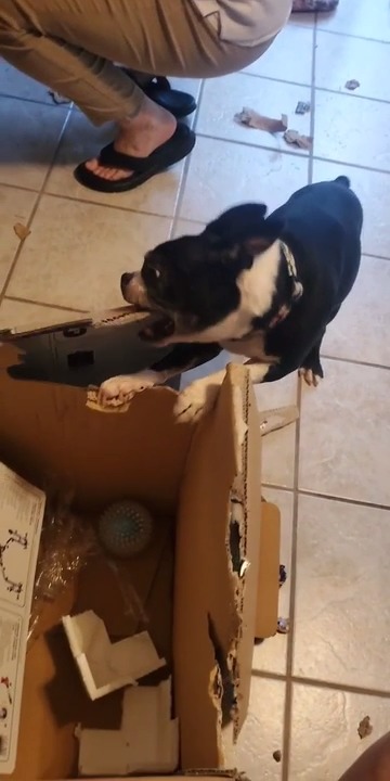 Dog Shreds Cardboard Box With his Teeth to Grab his Toy Ball Inside ...