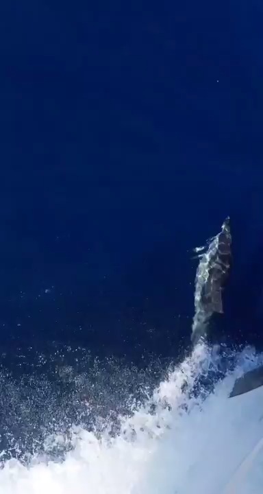 Playful Dolphin Rides the Bow Wave Along the Ship | Jukin Licensing