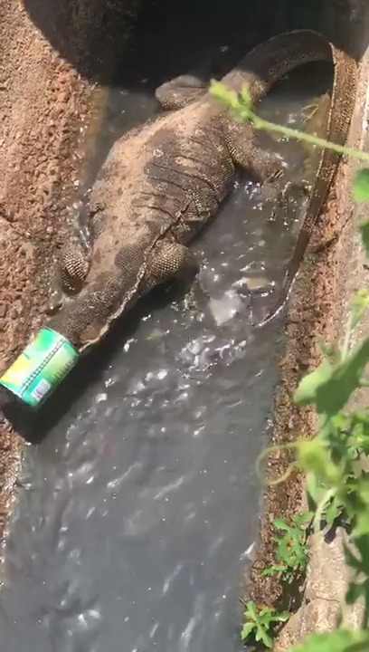 Monitor Lizard Walks Around in Drain With its Head Stuck in Tin Can ...