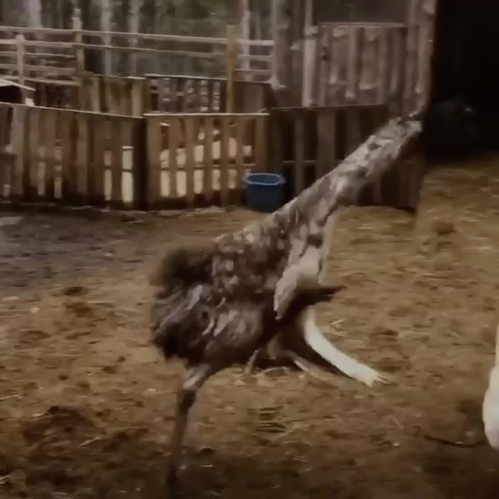 Dog And Emu Have Fun While Playing And Chasing Each Other In the Farm ...