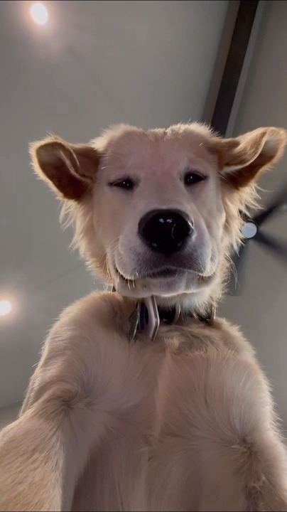 Curious Dog Stares At Selfie Camera And Licks It | Jukin Licensing