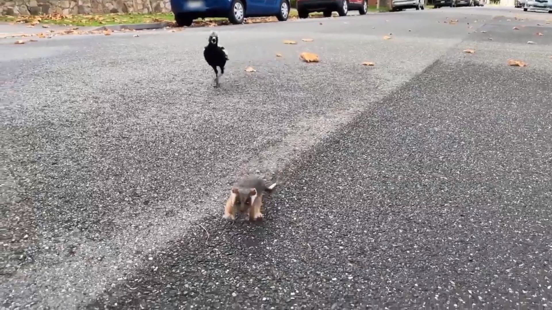 Baby Possum Attacks Camera After Chasing Bird Around in Middle of Street | Jukin Licensing