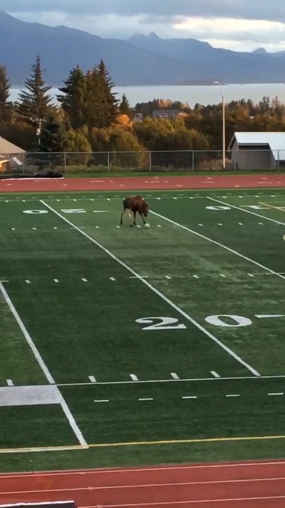 Moose Plays With Soccer Ball on the Field | Jukin Licensing
