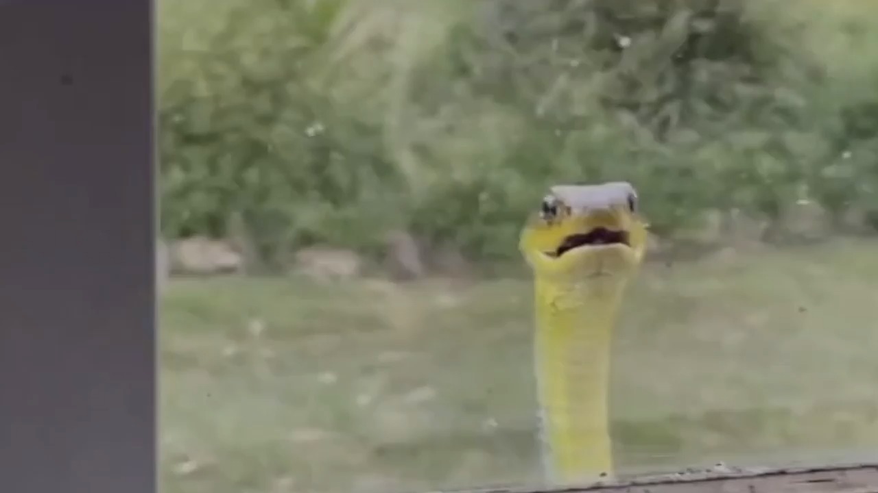 Tree Snake Stares Eerily Inside the House Through the Window | Jukin ...