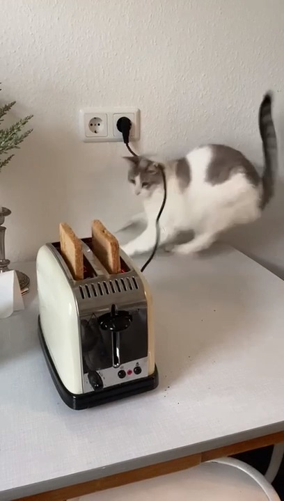 Cat Gets Startled and Falls Off the Table When Bread Pops Out of ...