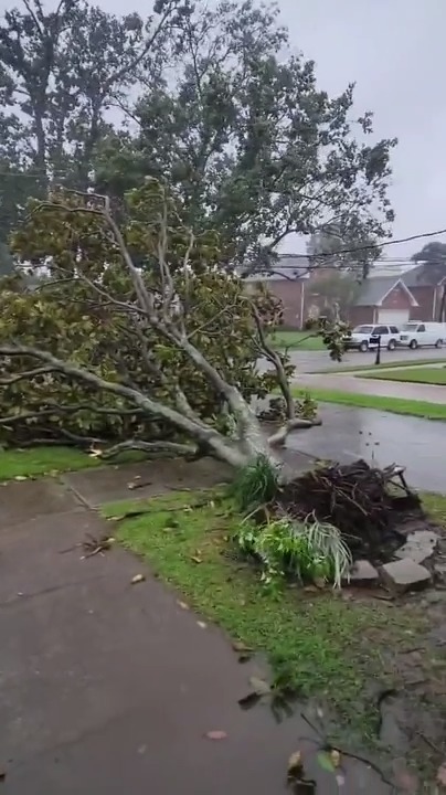 Trees Get Uprooted During Terrible Hurricane in Louisiana | Jukin Licensing