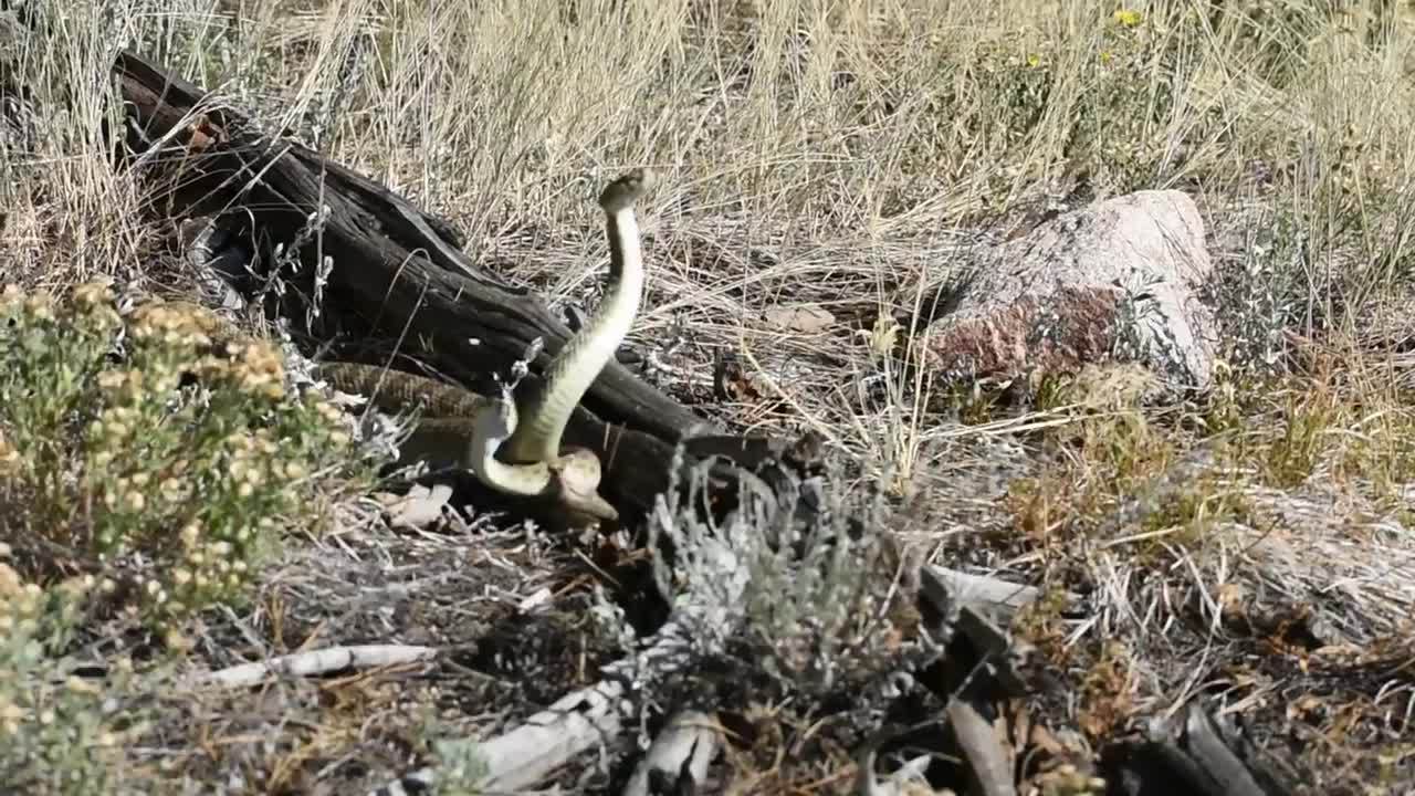 Two Western Rattlesnake Battle it out For Dominance | Jukin Licensing