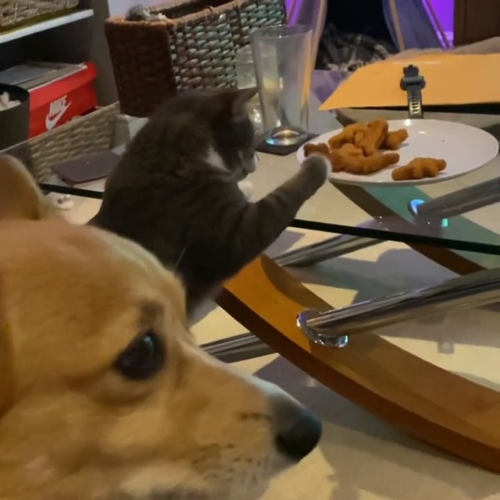 Dog Looks In Disbelief As Cat Steals Chicken Nuggets from Table | Jukin ...