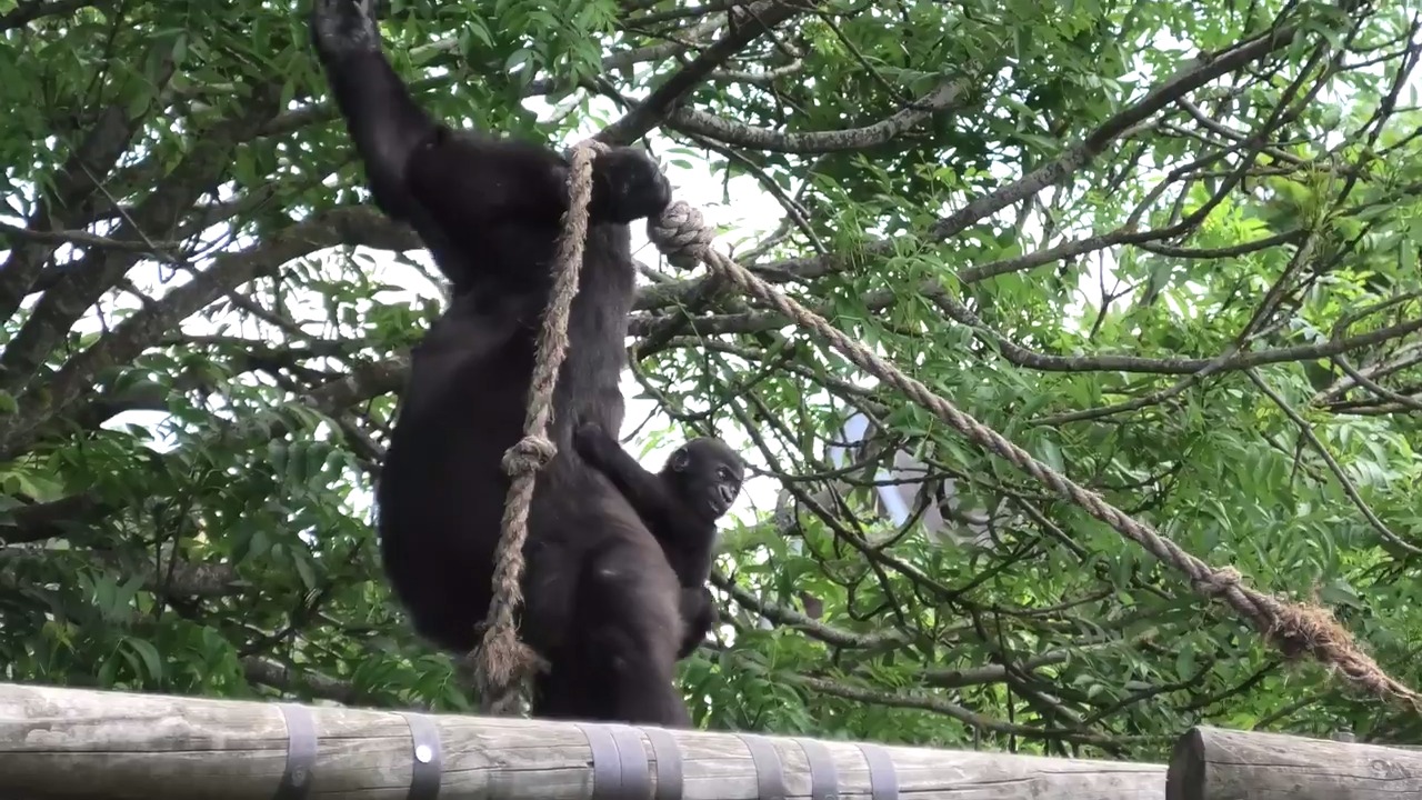 Family of Gorillas Swing on Rope to Pull Leaves From Tree at Zoo ...