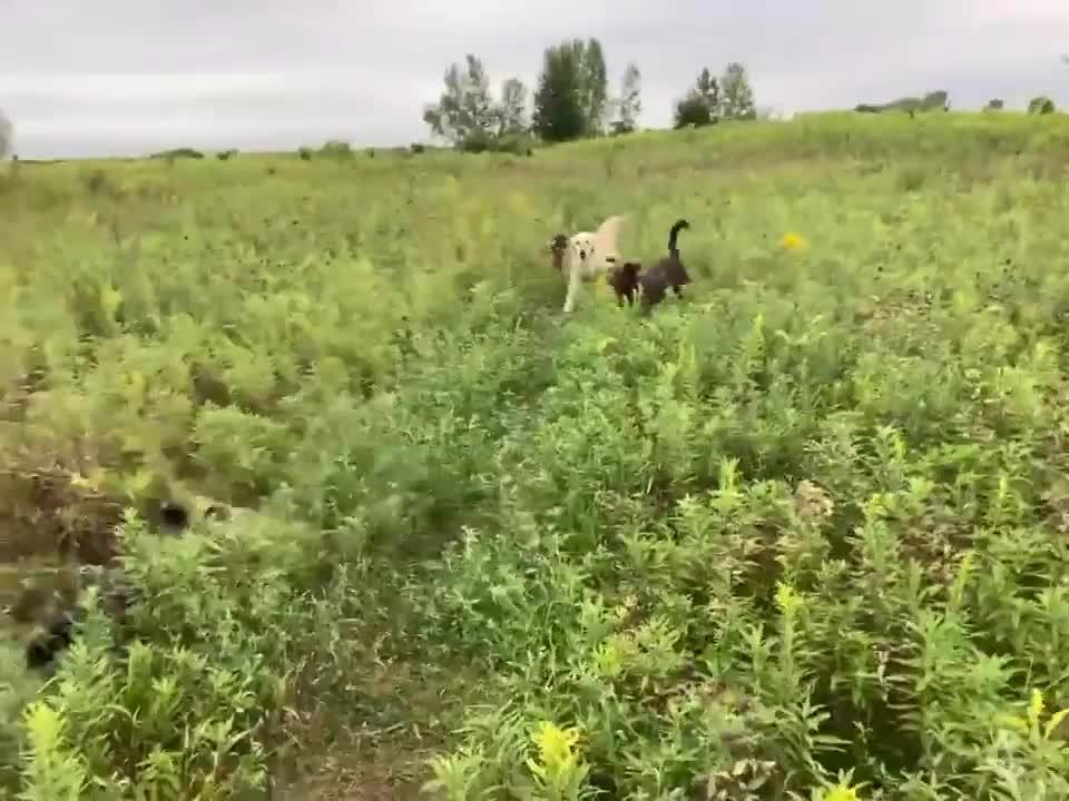 Dog Crashes Into Other Dogs And Falls Down Flying While Running In the ...