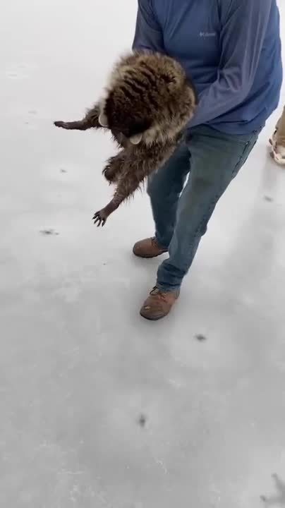 Guy Helps Raccoon Struggling to Walk on Frozen Lake | Jukin Licensing