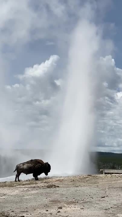 Buffalo Stands Under Shower of Old Faithful Geyser Eruption at ...