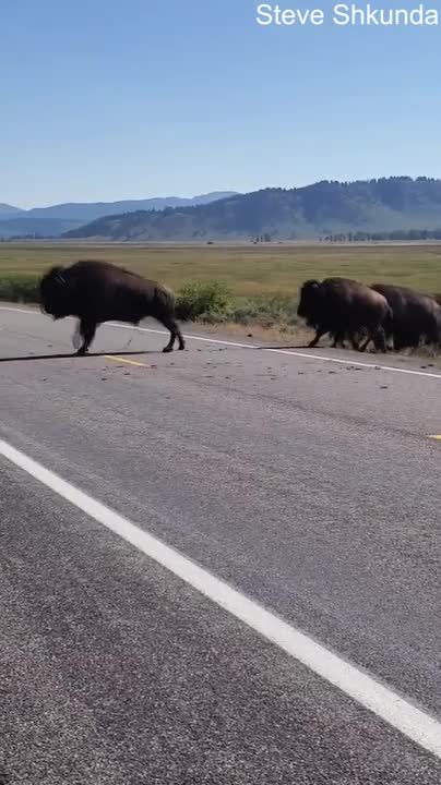 Person Witnesses Herd Of Bison Crossing Road As Vehicles Stop For Them ...