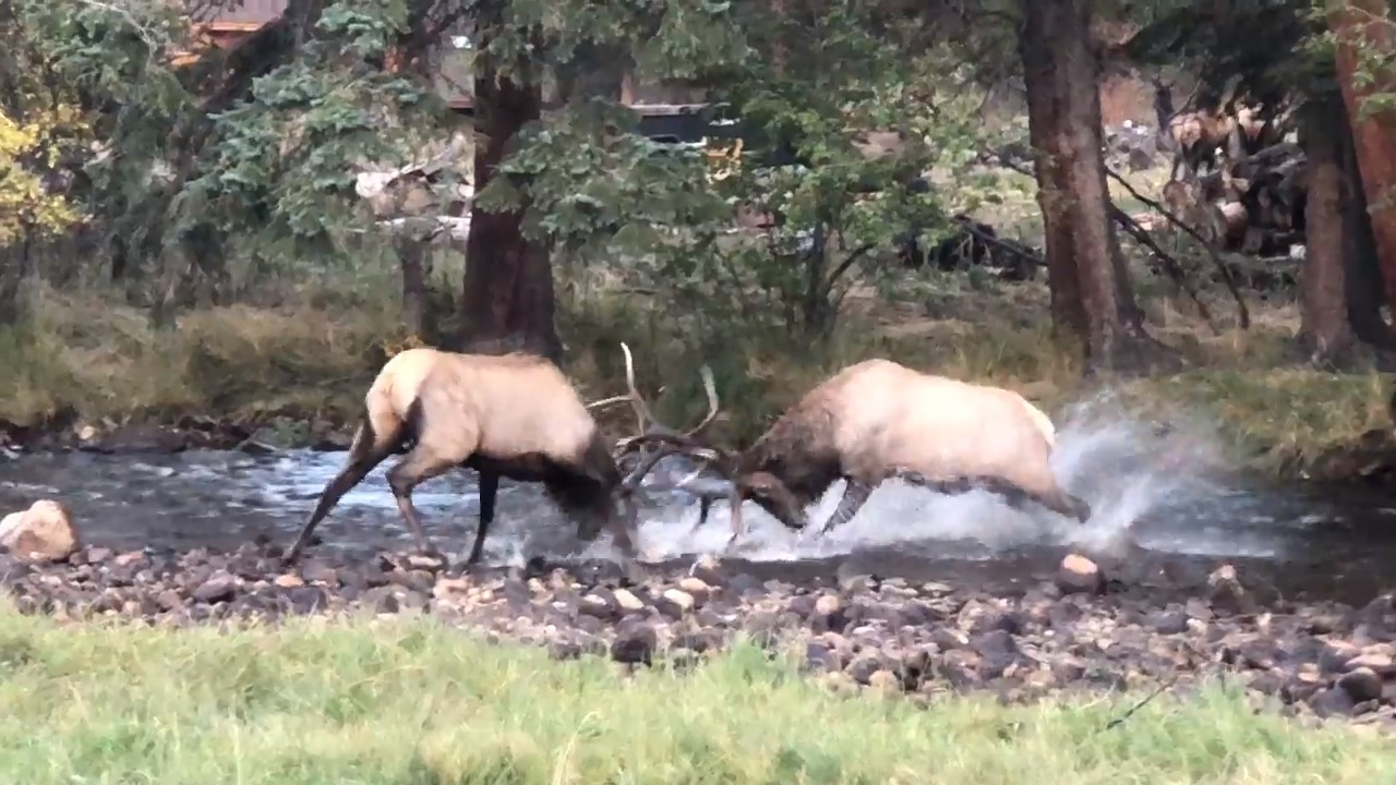Two Bull Elks Fight With One Another in the River | Jukin Licensing